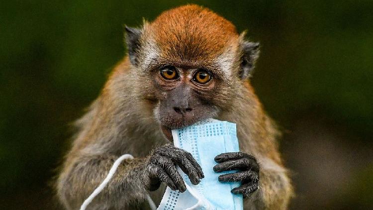 From macaques to crabs, wildlife faces threat from face masks - CGTN