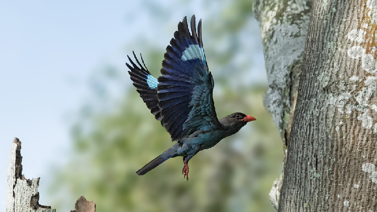 Oriental dollarbird: A beautiful mistake makes the bird famous - CGTN