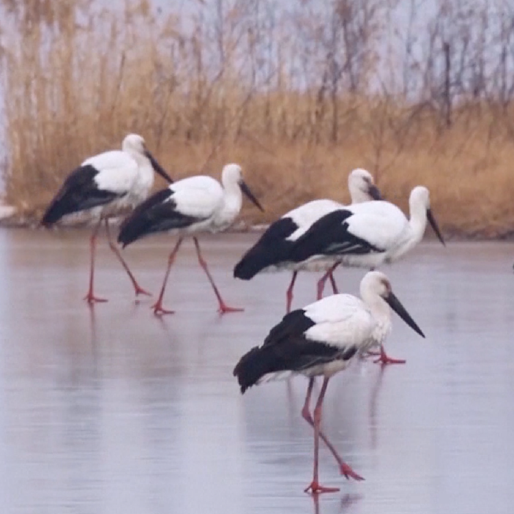 Hundreds of oriental white storks spend winter in central Chinese city ...