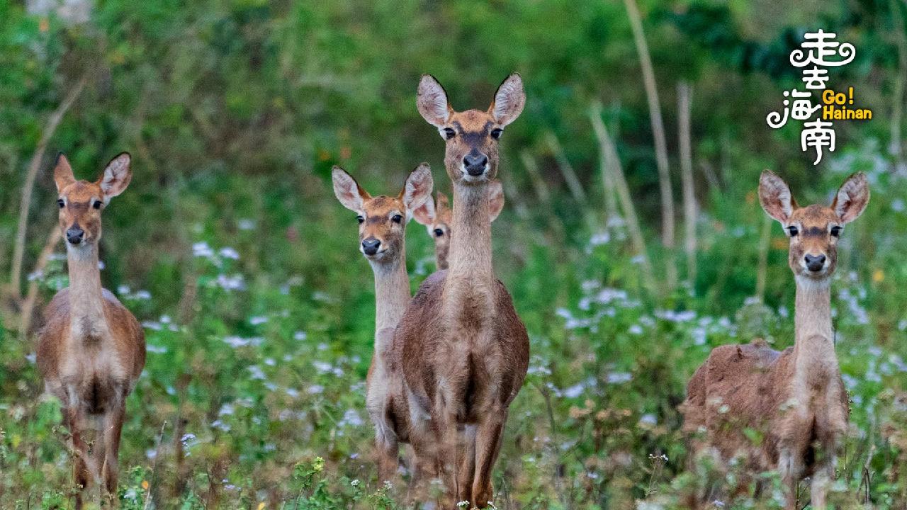 Live: Meet Hainan eld's deer, one of the rarest deer species in China ...
