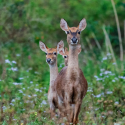 Live: Meet Hainan eld's deer, one of the rarest deer species in China ...