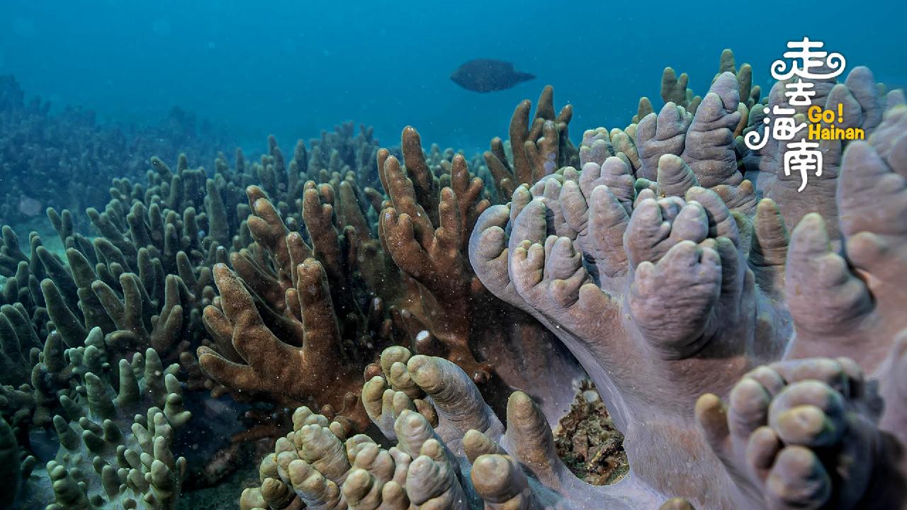 A glance at underwater world in south China's Hainan Province - CGTN