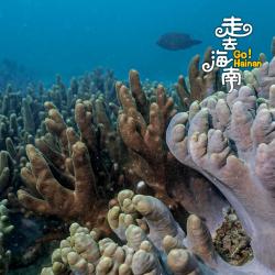 A glance at underwater world in south China's Hainan Province - CGTN