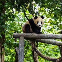 Live: A virtual encounter with China's national treasure - CGTN