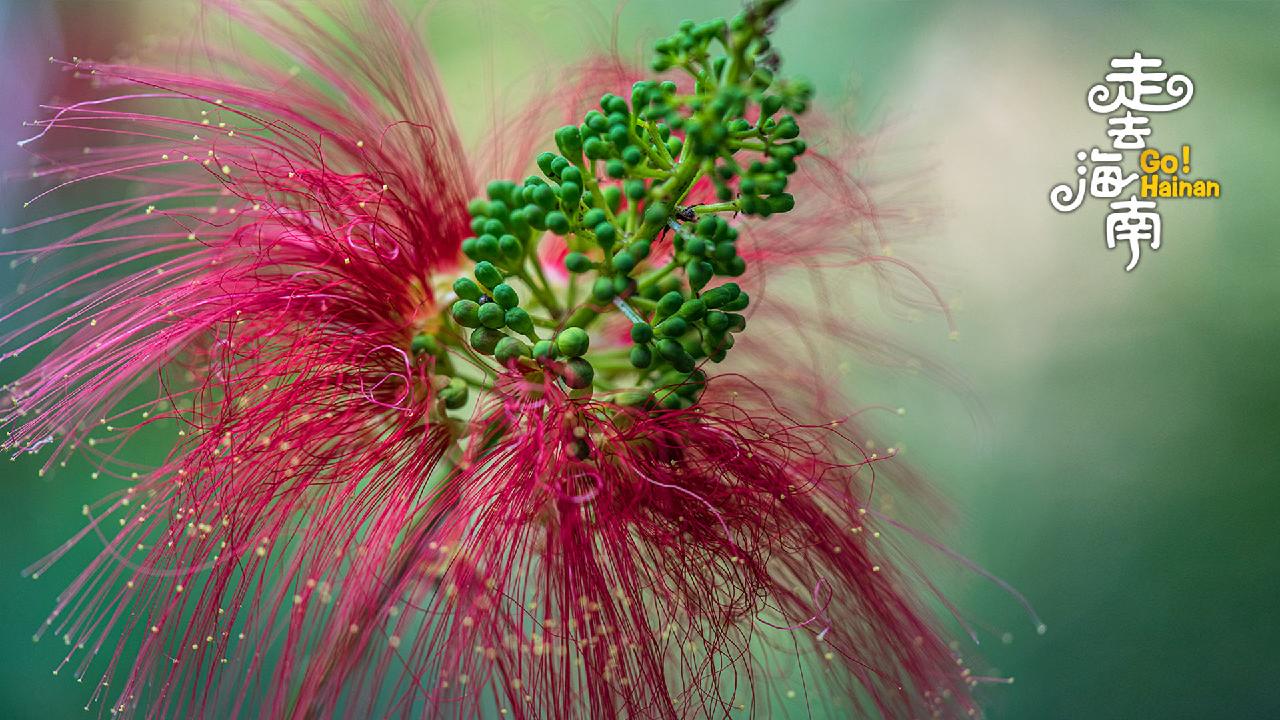 Take a look at magical plants in S China's Hainan - CGTN