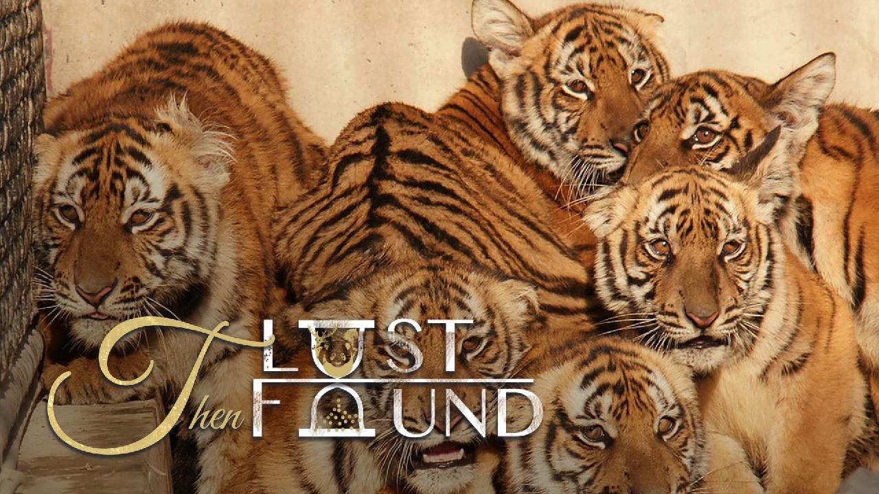 Can captive South China tigers return to the wild? - CGTN