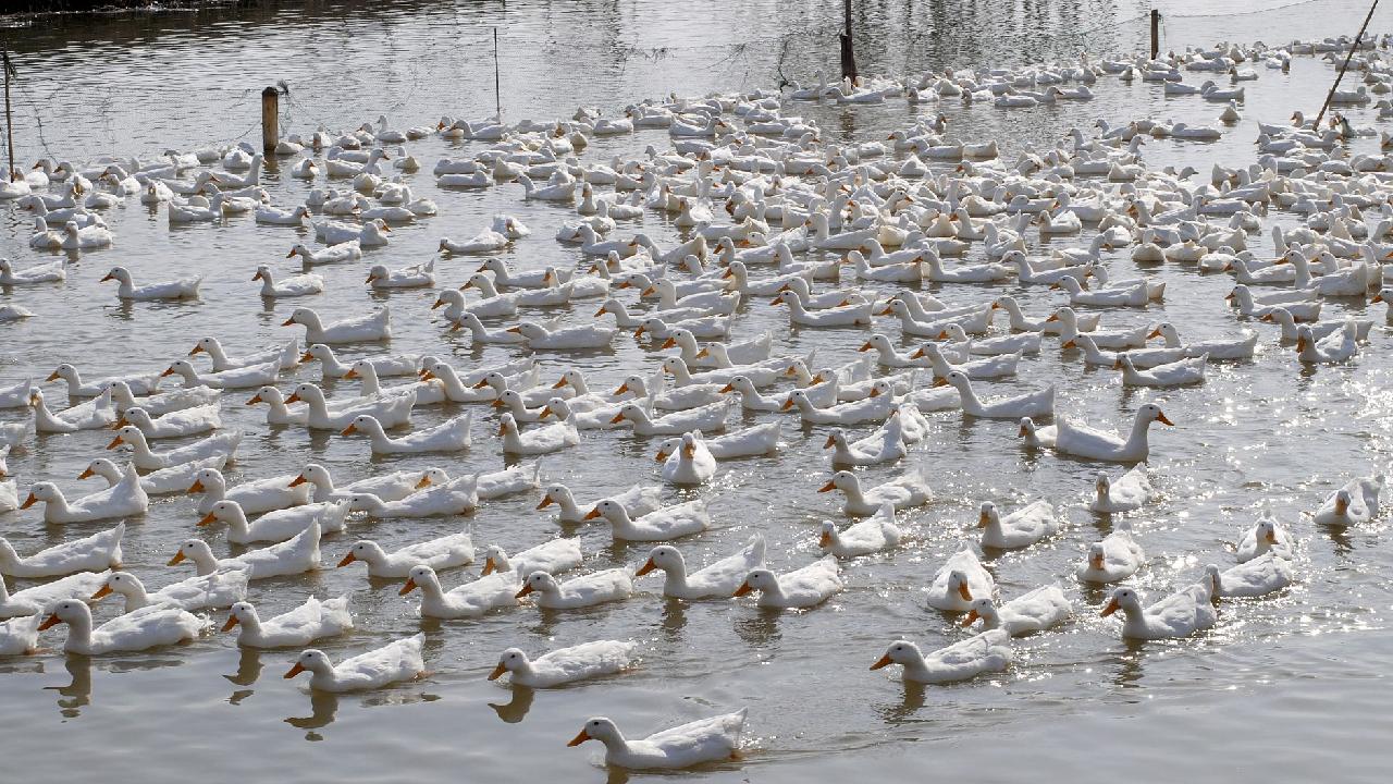 Chinese scientists have made Peking duck a gourmet delight - CGTN