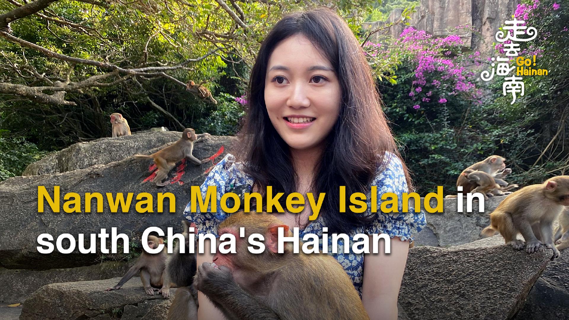 Nanwan Monkey Island in south China's Hainan - CGTN