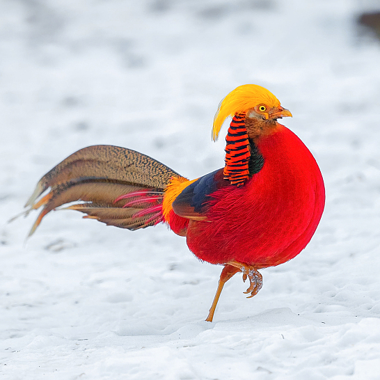 Rare animals spotted in many parts of the country - CGTN