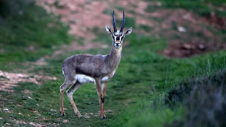 Mountain Gazelle