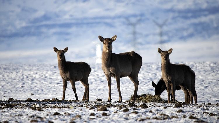 Wild red deer in NW China receive fodder from local authorities - CGTN