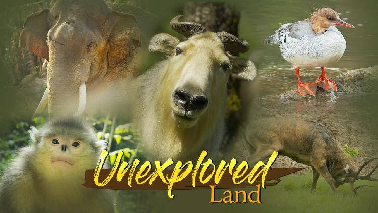 'Unexplored Land' – A groundbreaking 8K documentary by CMG - CGTN