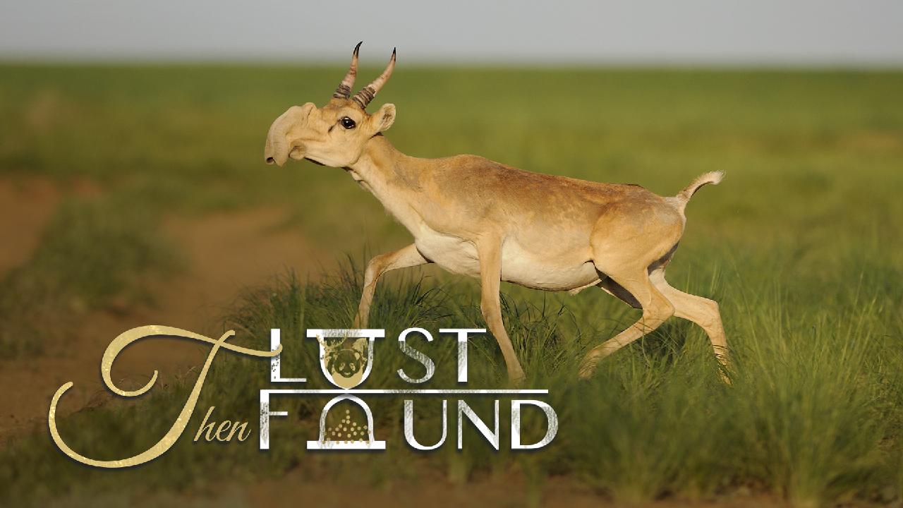 From 12 to 200: The tough reintroduction of saiga antelopes - CGTN
