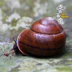 China-specific snail enjoys winter in S China's Hainan - CGTN