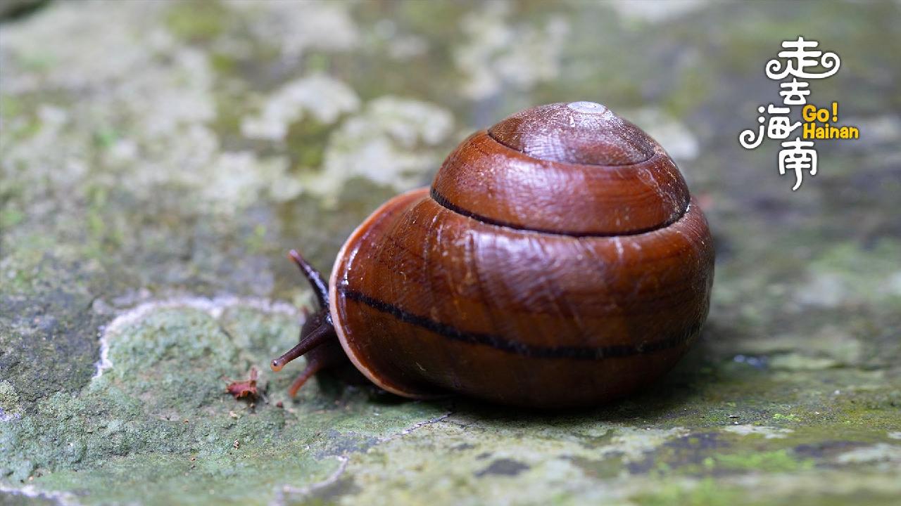 China-specific snail enjoys winter in S China's Hainan - CGTN