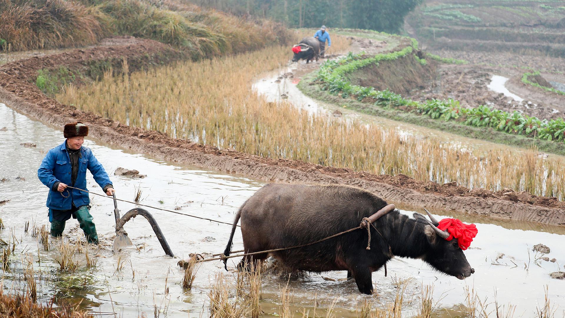 Spring ploughing starts in parts of China - CGTN
