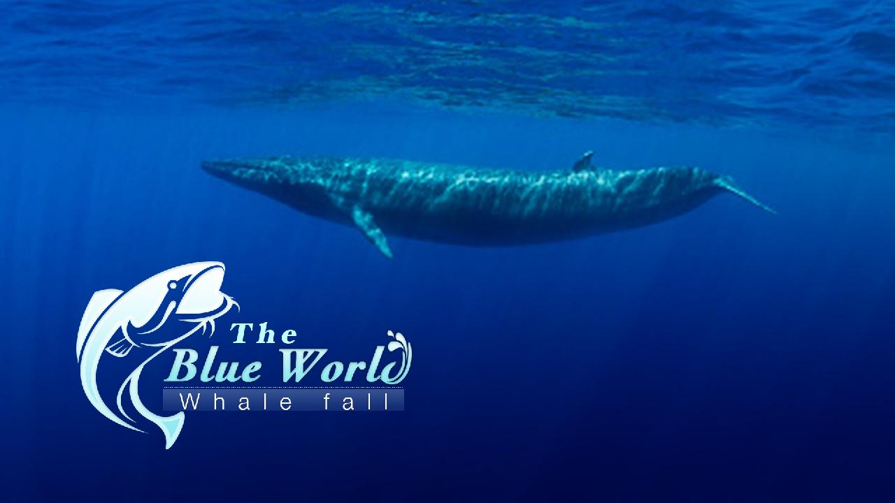 The Blue World: When a whale sinks into the sea - CGTN