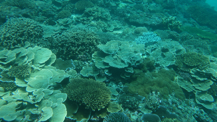 Expanding coral reef, home to diverse marine lives - CGTN
