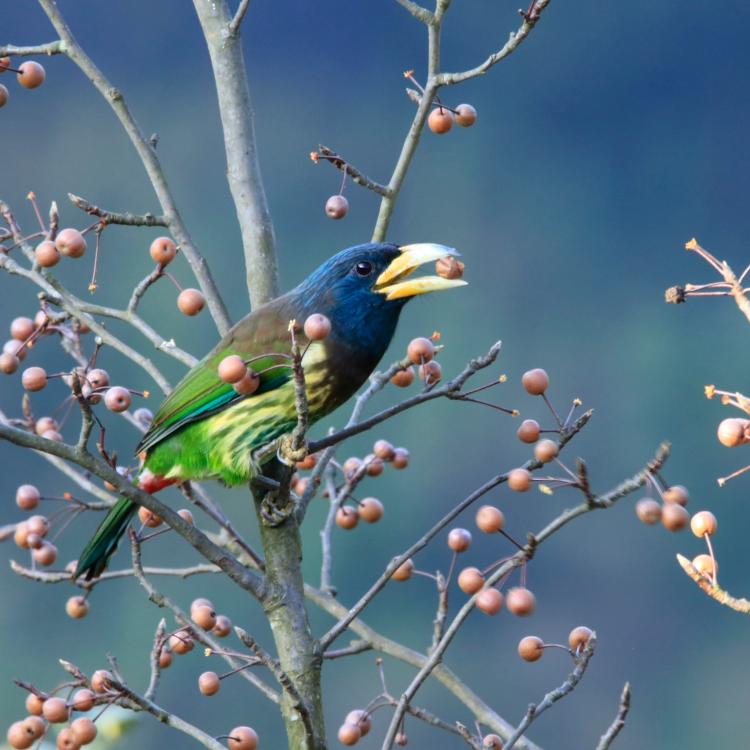 Great barbet: The largest barbet species - CGTN