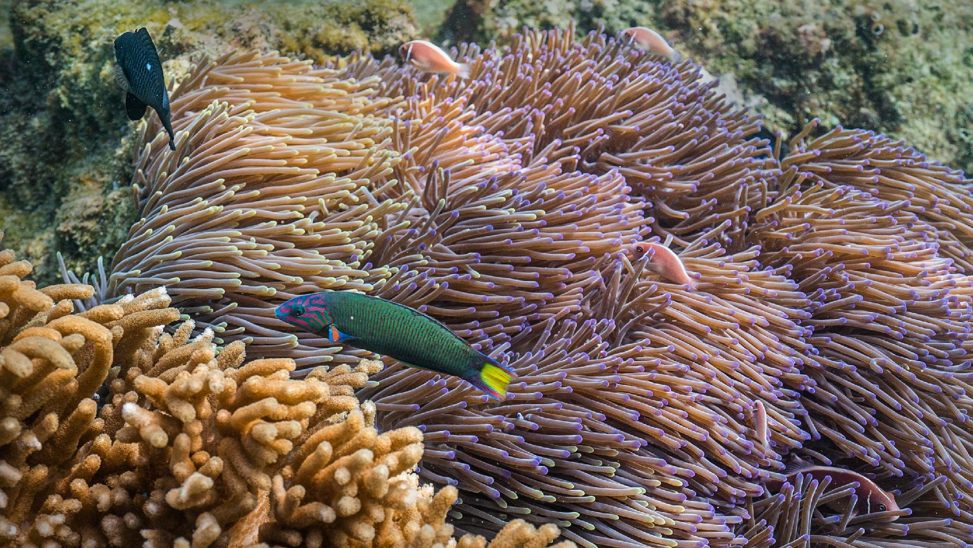 Through the softness of the sea - CGTN