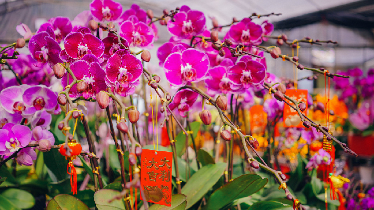 Flower markets around China welcome Spring Festival - CGTN