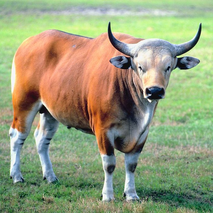 Happy 'Niu' Year: Banteng - CGTN