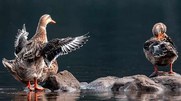 Qijiang River in SW China becomes a paradise for rare animals - CGTN
