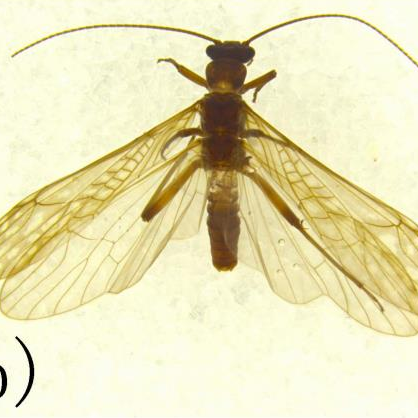 China's new species of Nemoura named after actors Hu Ge, Koo Tin-lok - CGTN