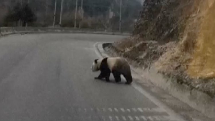 Wild giant panda spotted on highway in SW China - CGTN