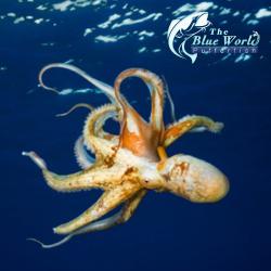 The Blue World: Mother octopuses' mission - CGTN