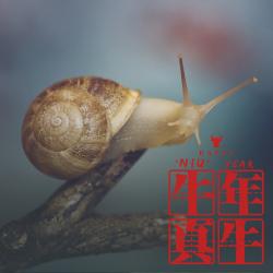 Happy 'Niu' Year: Snails - CGTN