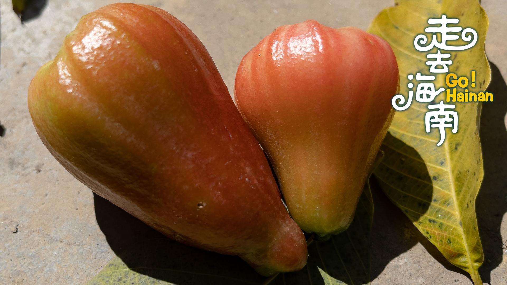 Wax apple: juicy, crunchy and refreshing - CGTN