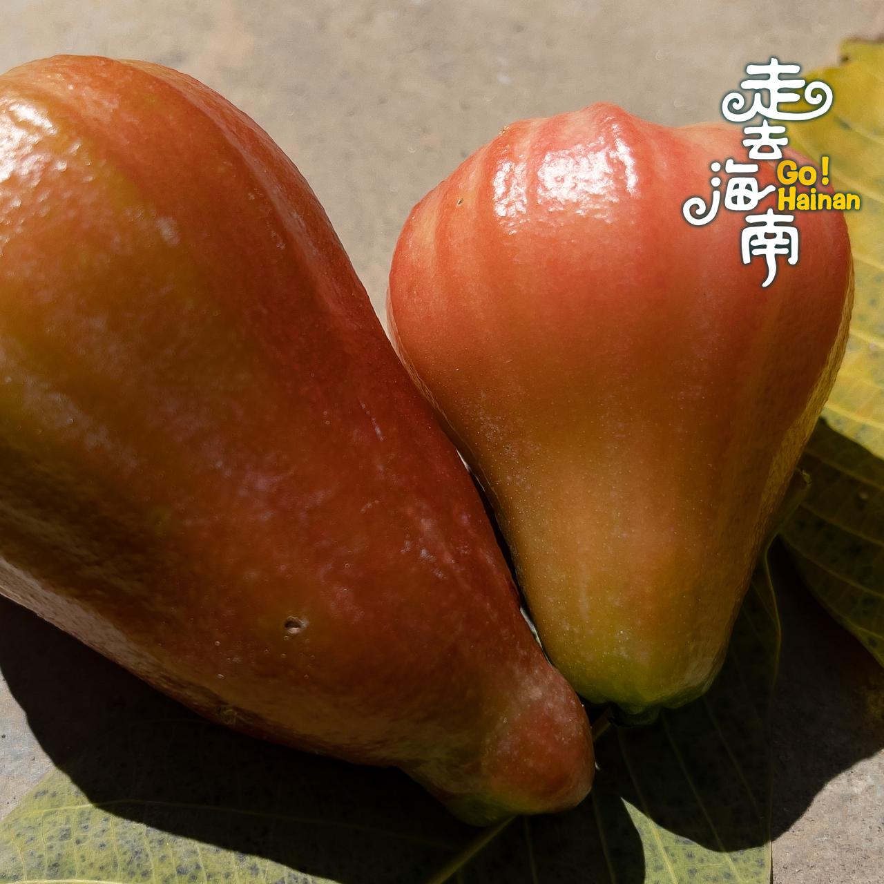 Wax apple: juicy, crunchy and refreshing - CGTN