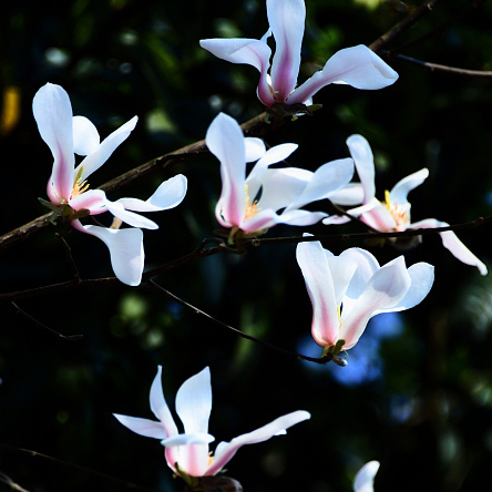 Yulan magnolia adds elegance to spring in central China - CGTN