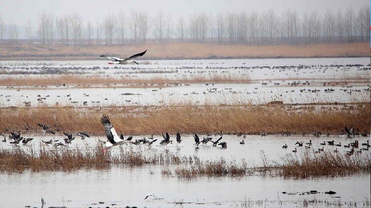 Live: Thousands of oriental white storks spotted in China's Tianjin - CGTN
