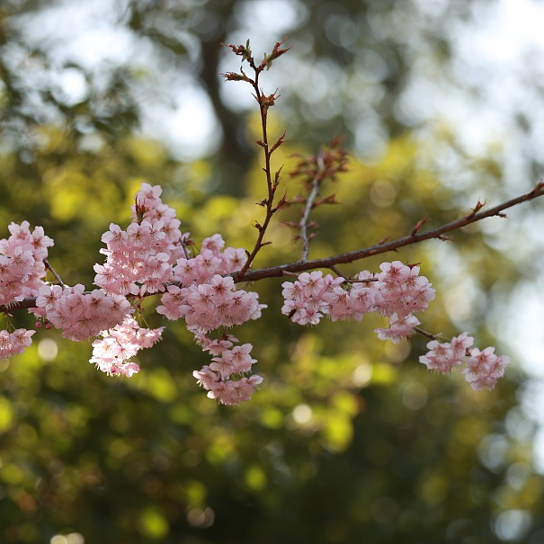 Blooming flowers across China welcome spring - CGTN