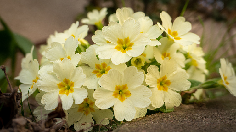 Primrose: Delicate flower that announces the first spring breath - CGTN