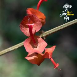 Chinese hat plants bloom in Hainan Tropical Botanical Garden - CGTN