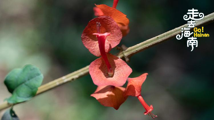 Chinese hat plants bloom in Hainan Tropical Botanical Garden - CGTN