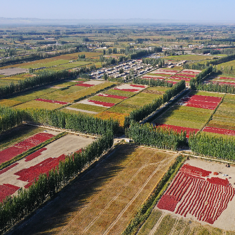Live: Ruoqiang red jujube enters pruning period in NW China's Xinjiang ...