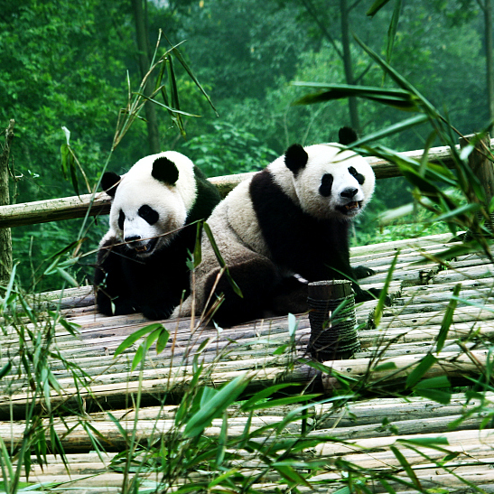 Live: Virtual encounter with giant pandas – Ep. 37 - CGTN