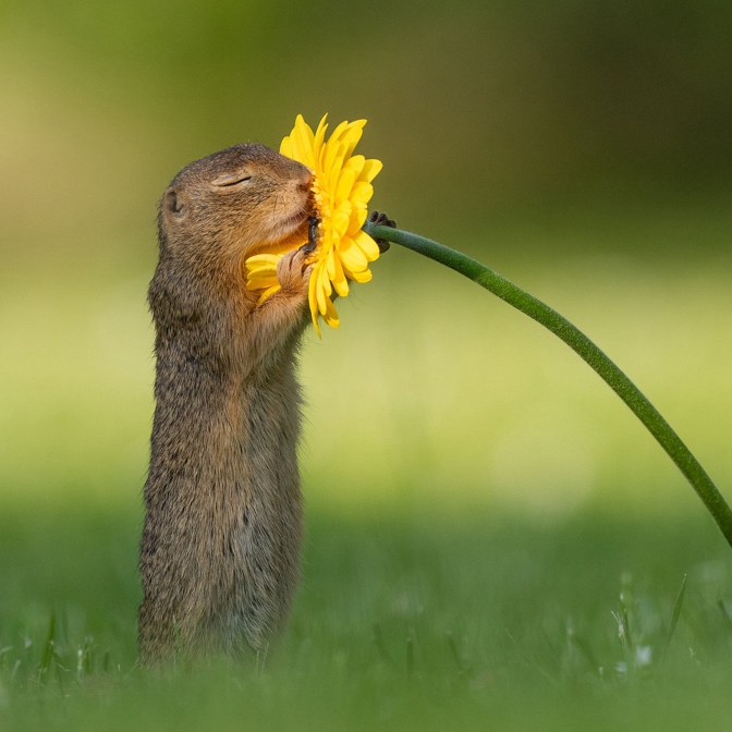 Ready for spring: When animals meet flowers - CGTN