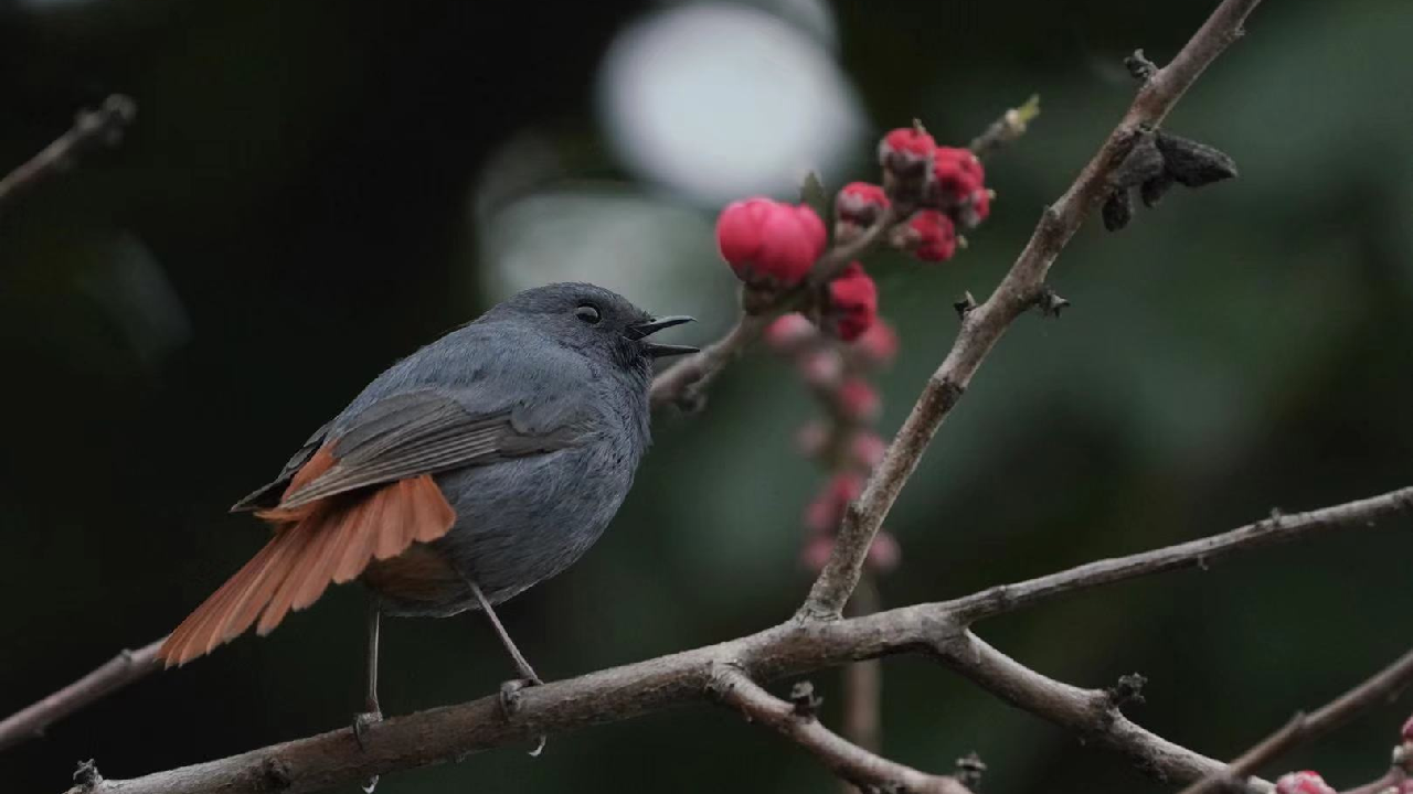 Bird lover's journal: 45 bird species in two days is just not enough - CGTN