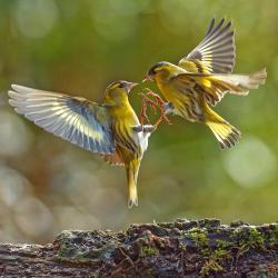 Wildlife photographer takes extraordinary photos of birds - CGTN