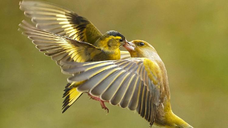Wildlife photographer takes extraordinary photos of birds - CGTN