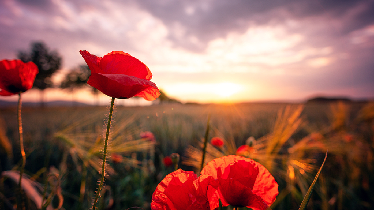 Corn poppy: The beauty with many symbolisms - CGTN