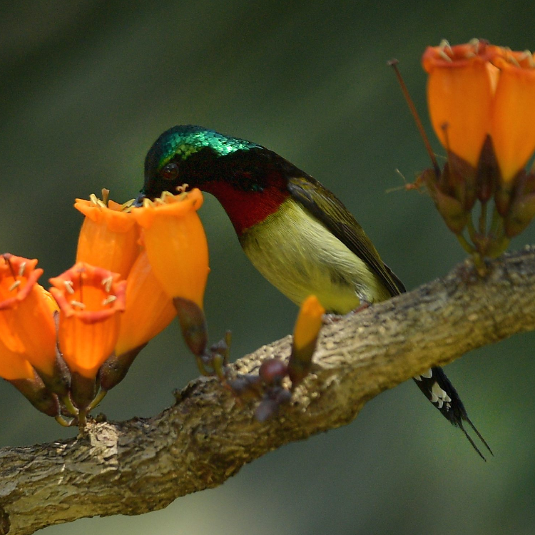 Beautiful photos of fork-tailed sunbirds - CGTN