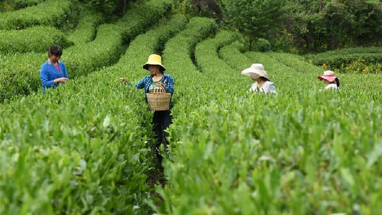 Live: Planting tea in a high altitude area in NW China - CGTN