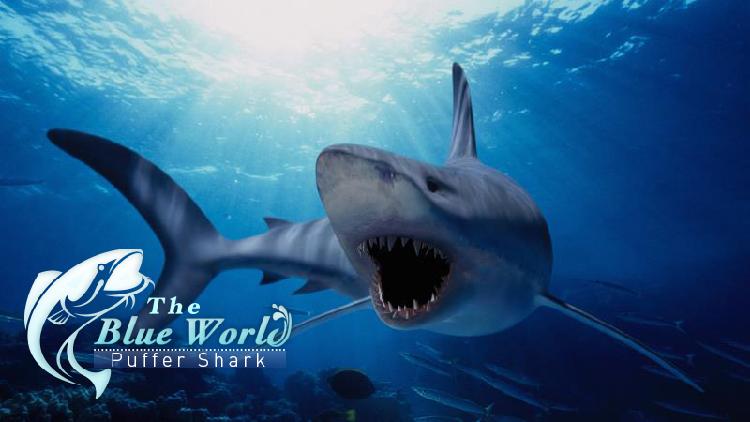 The Blue World: A shark's sixth sense - CGTN