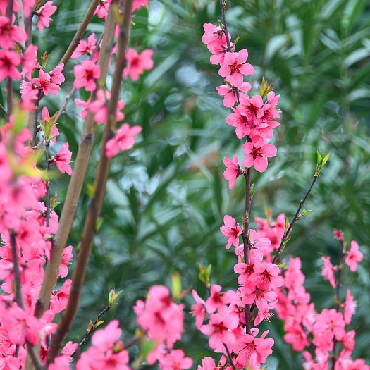 Vivid purplish red peach flowers bloom in C China - CGTN